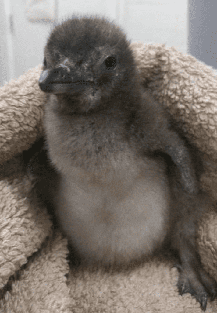 Adventure Aquarium's Little Blue Penguins Welcome New Baby Chick - SJ ...