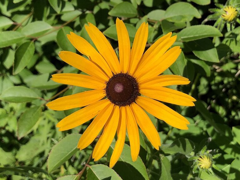 14 South Jersey Native Plants to add to your pollinator garden - SJ Mag ...