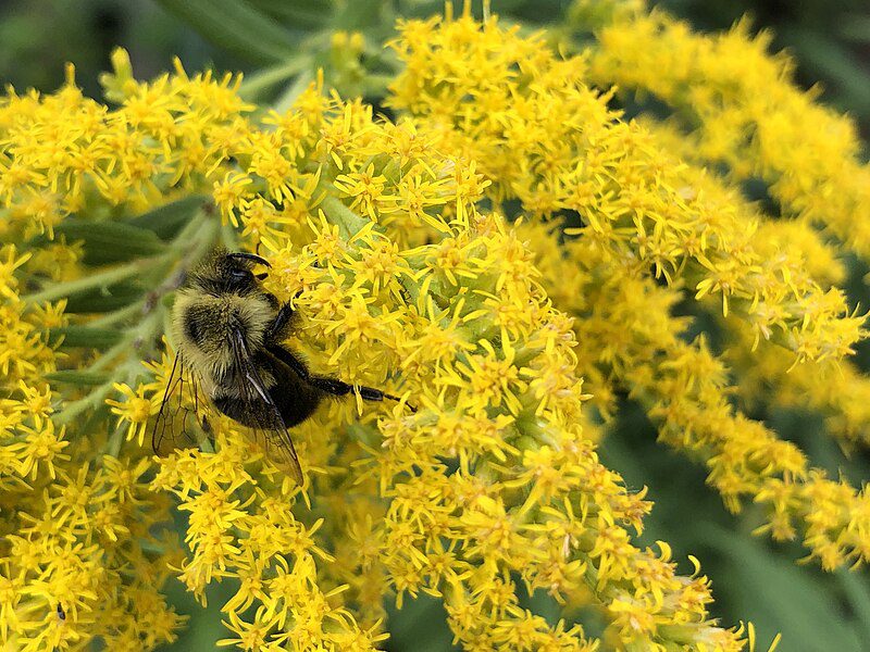 14 South Jersey Native Plants to add to your pollinator garden - SJ Mag ...