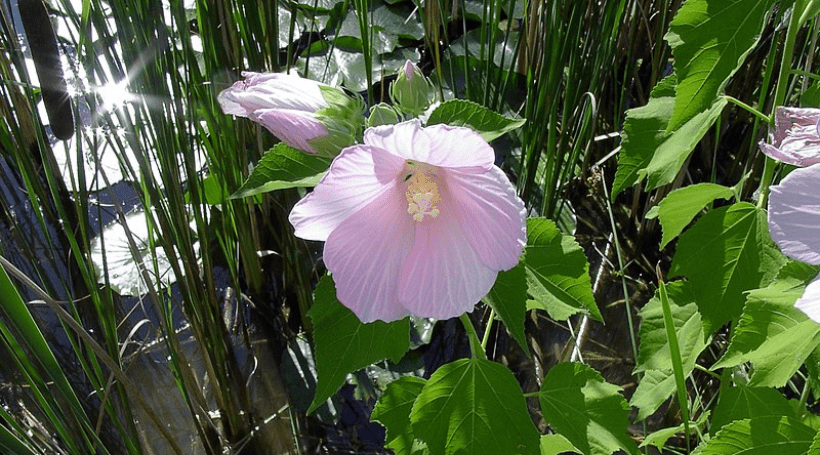 14 South Jersey Native Plants to add to your pollinator garden - SJ Mag ...