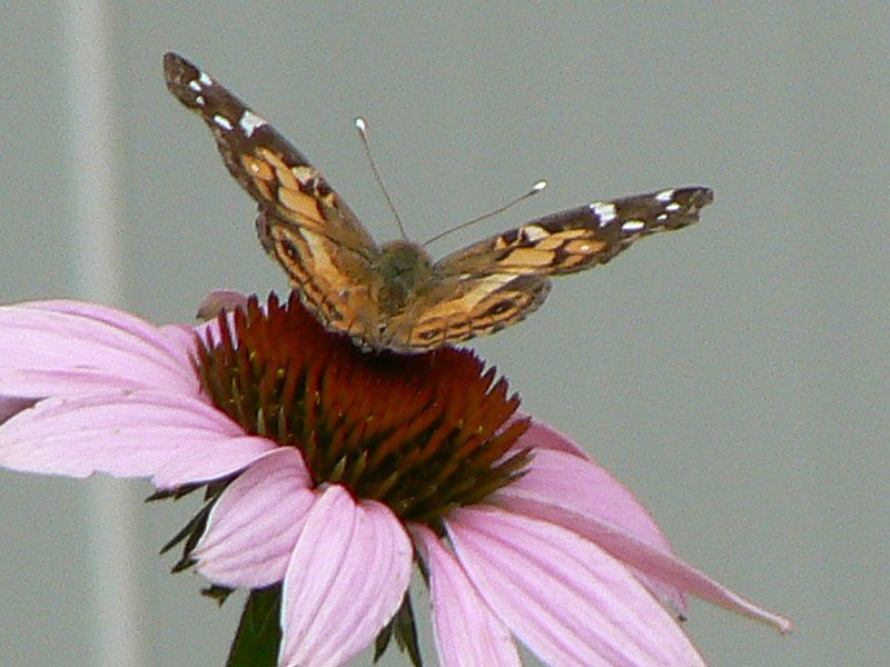 14 South Jersey Native Plants to add to your pollinator garden - SJ Mag ...