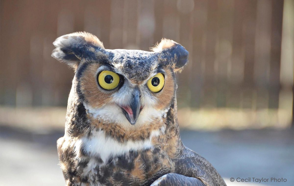 5 adorable animals you can adopt at Cedar Run Wildlife Refuge - SJ Mag ...