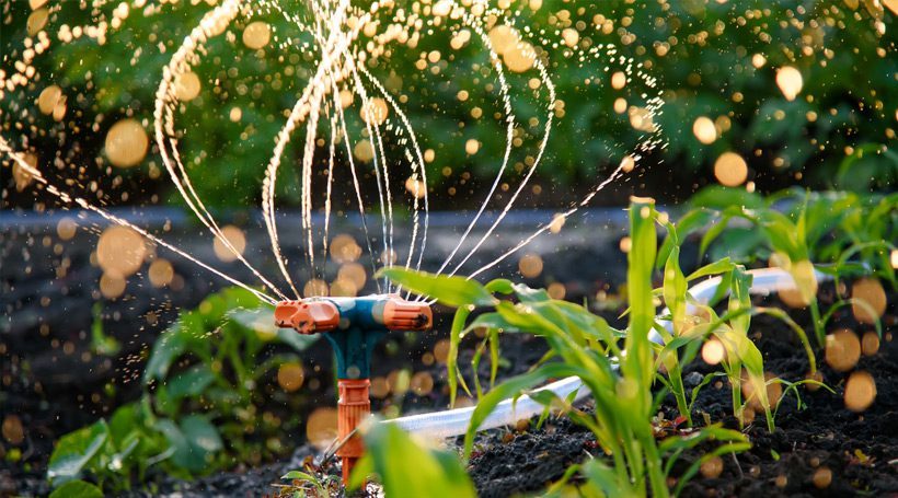 Tips for Starting Your Spring Garden - SJ Mag Media